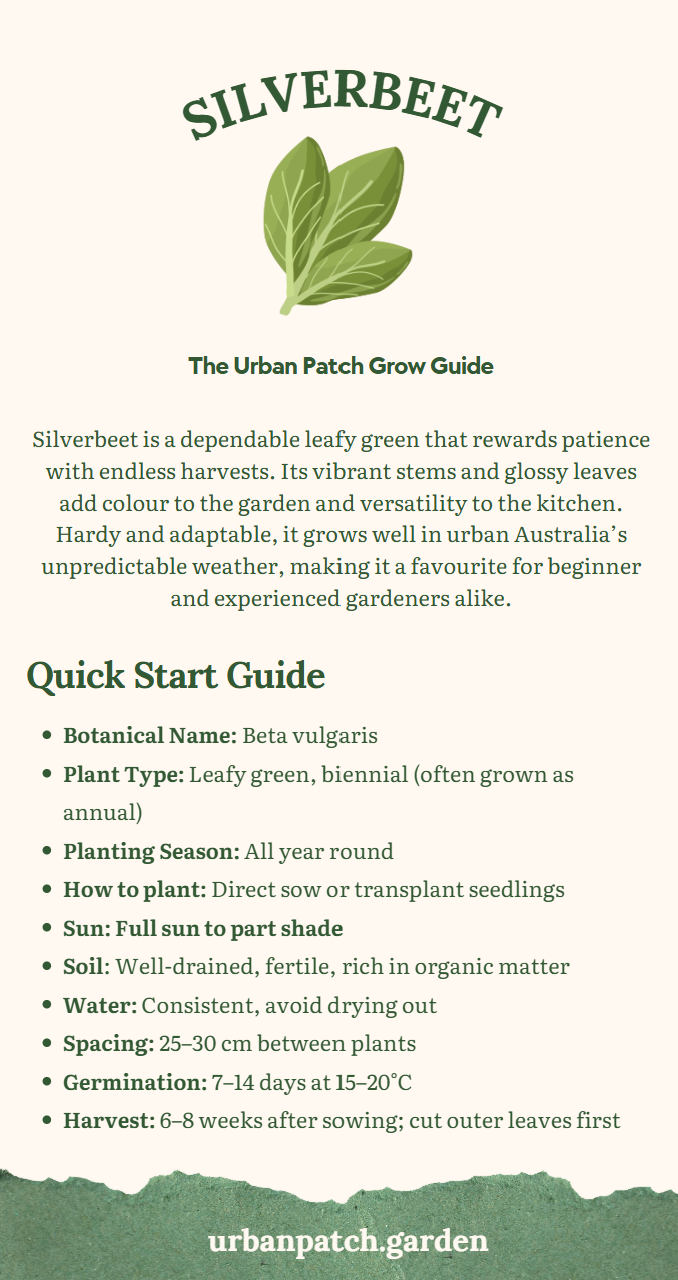 🌿Silverbeet – The Urban Patch